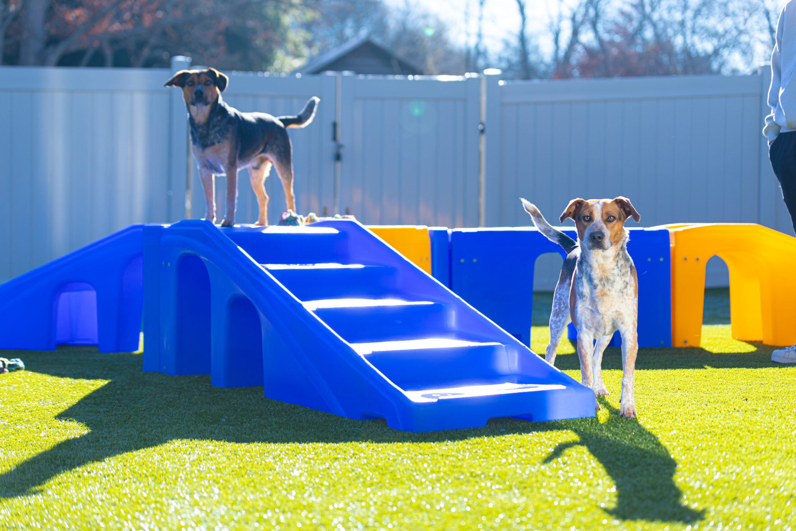 Dog Daycare Dog Mountain Pet Resort Spa
