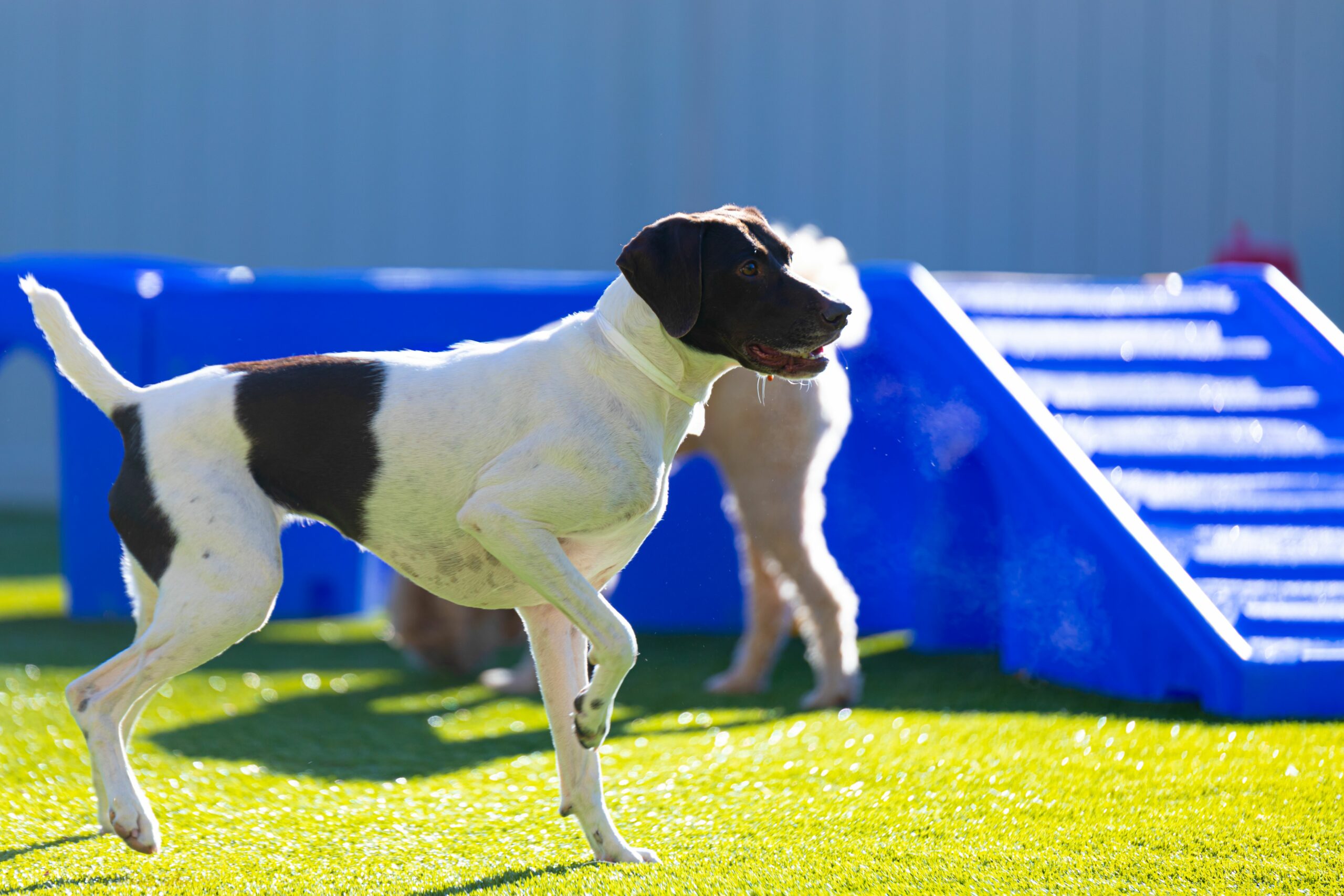 Dog Daycare Dog Mountain Pet Resort Spa Dog Daycare Dog Mountain Pet Resort Spa